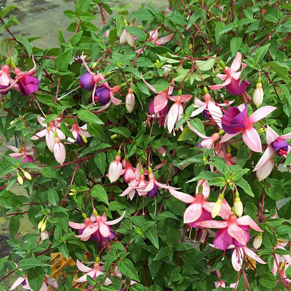 - Baskets and Gifts - M.T.C. Perennials